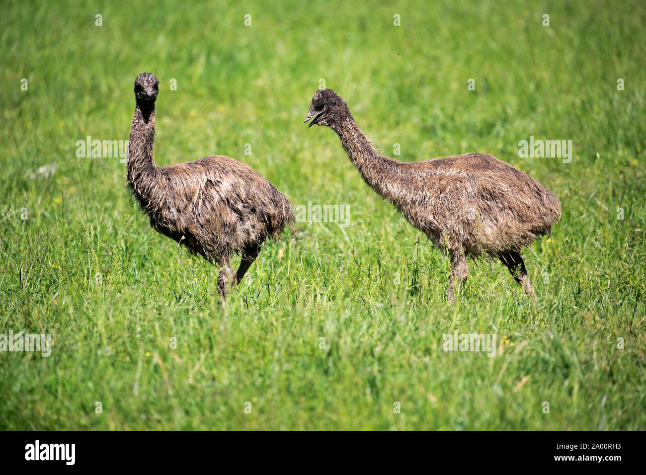 Emu dromaius novaehollandiae juvenile hi-res stock photography and ...
