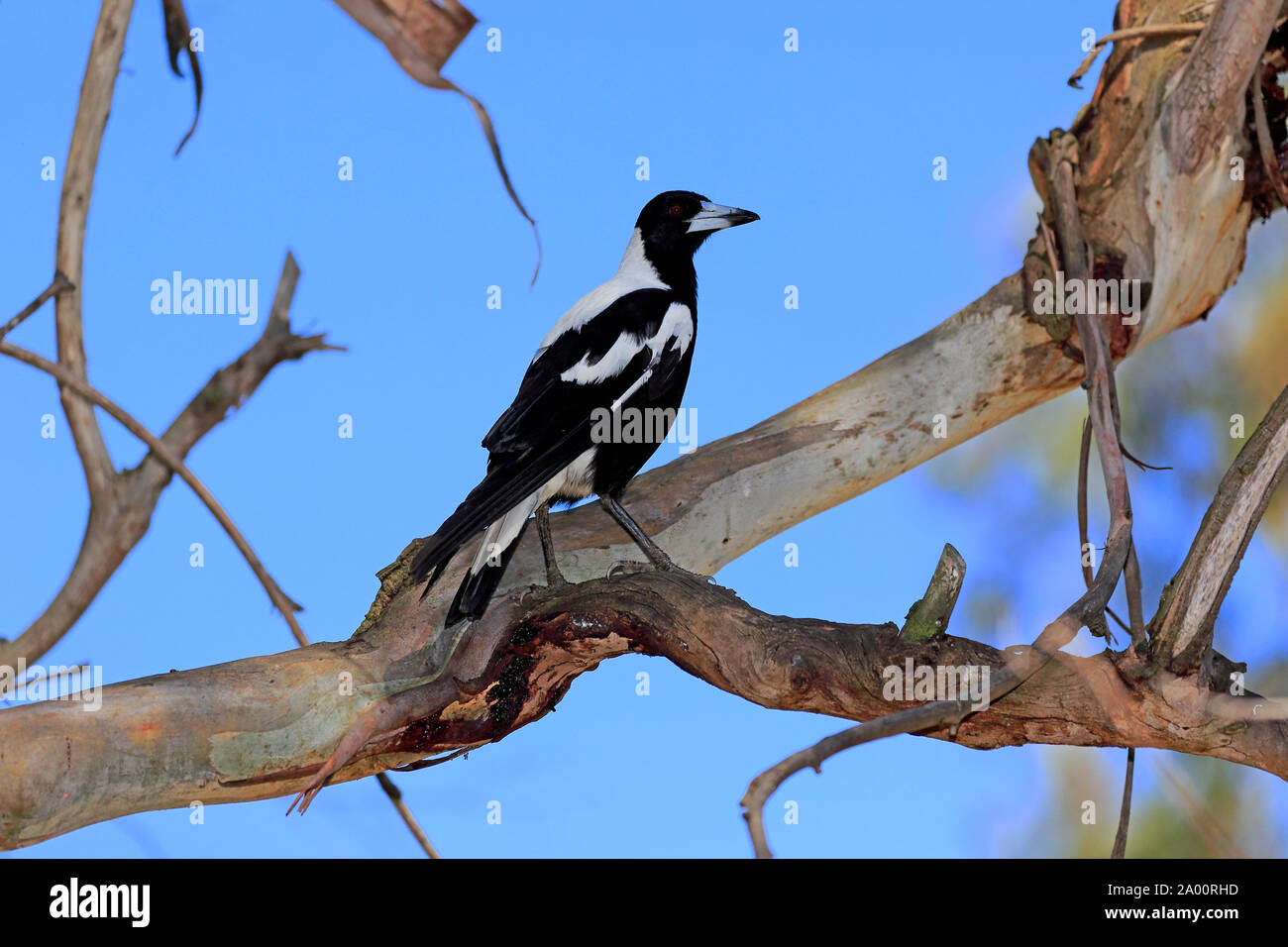 Australian magpie hi-res stock photography and images - Alamy