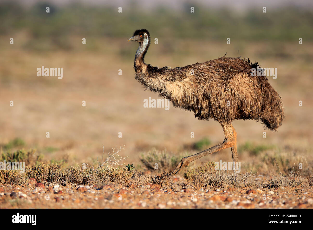 Side view emu in bird hi-res stock photography and images - Alamy