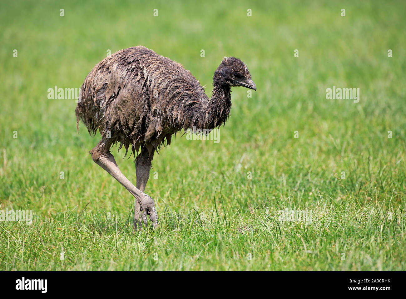Emu dromaius novaehollandiae juvenile hi-res stock photography and ...