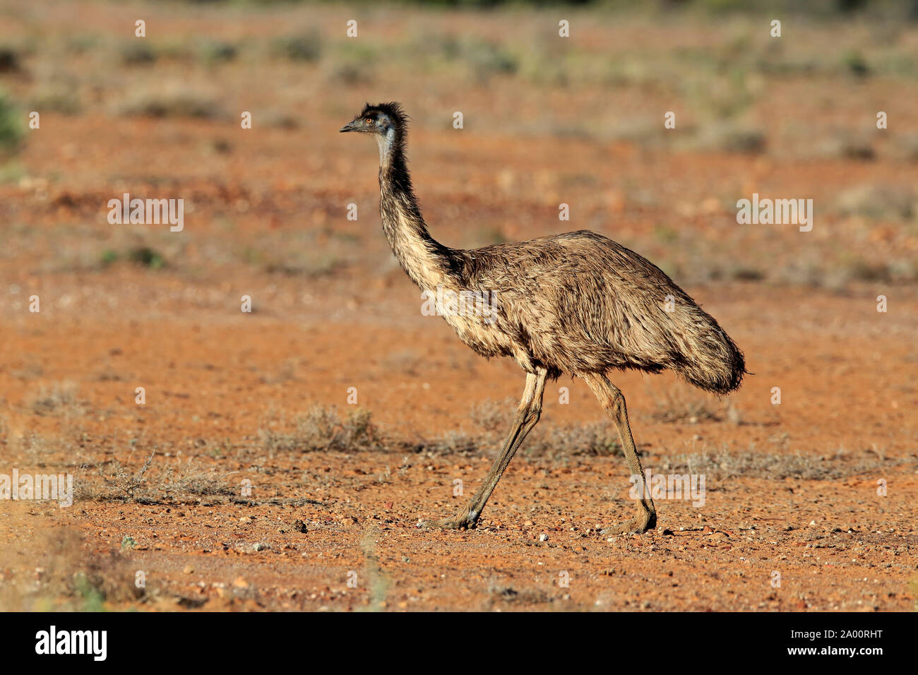 Side view emu in bird hi-res stock photography and images - Alamy