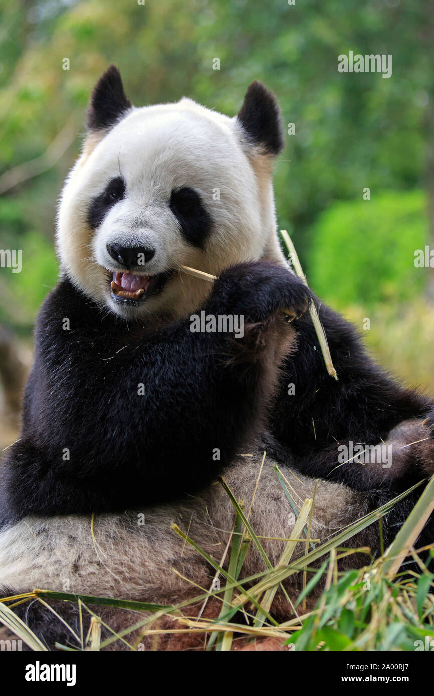 Giant Panda, adult, captive, Adelaide, South Australia, Australia, (Ailuropoda melanoleuca Stock ...