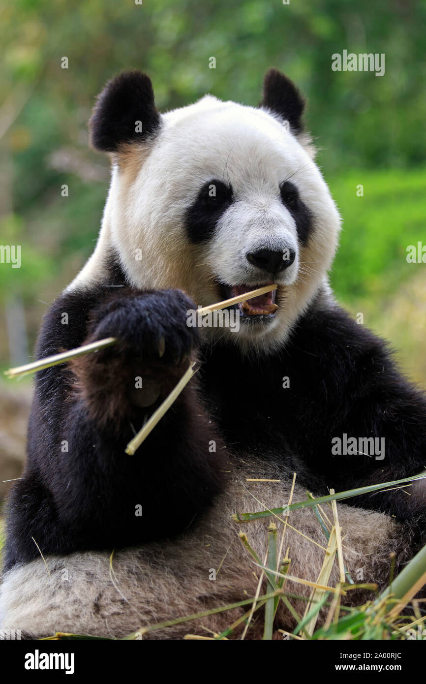 Giant Panda, adult, captive, Adelaide, South Australia, Australia ...