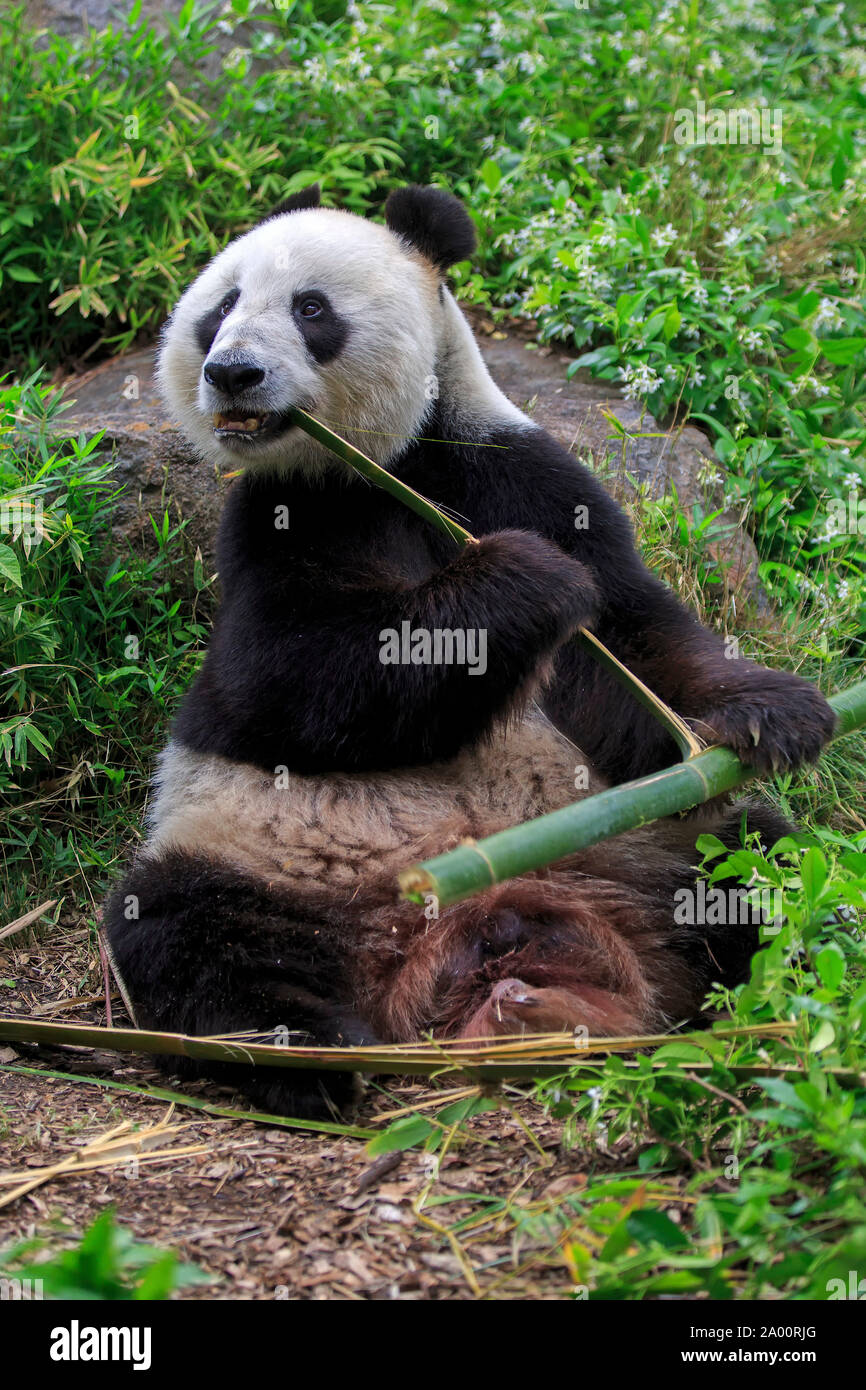 Giant Panda, adult, captive, Adelaide, South Australia, Australia, (Ailuropoda melanoleuca Stock ...