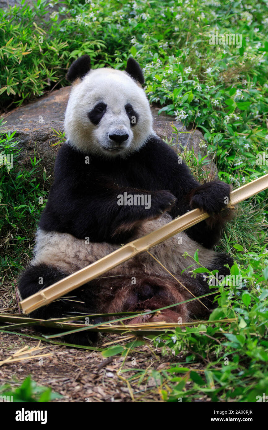 Giant Panda, adult, captive, Adelaide, South Australia, Australia ...