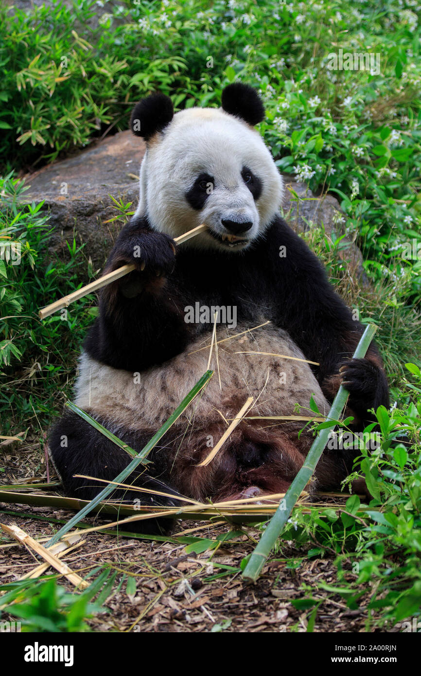 Giant Panda, adult, captive, Adelaide, South Australia, Australia ...