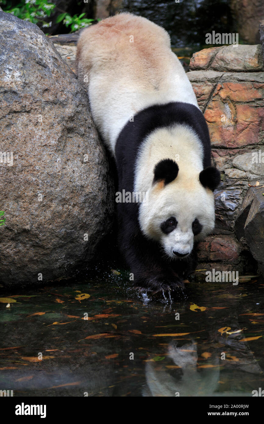 Giant Panda, adult, captive, Adelaide, South Australia, Australia, (Ailuropoda melanoleuca Stock ...