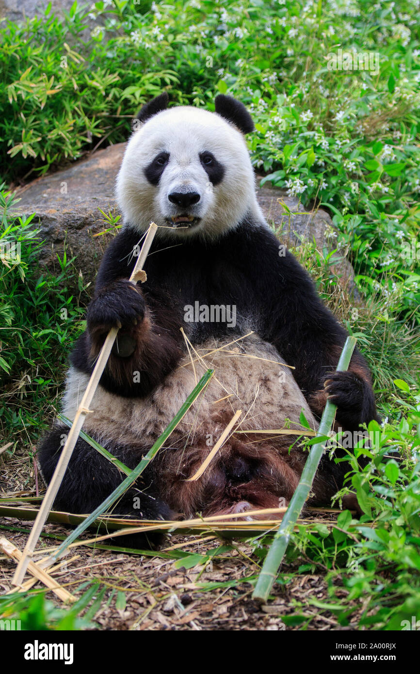 Giant Panda, adult, captive, Adelaide, South Australia, Australia, (Ailuropoda melanoleuca Stock ...