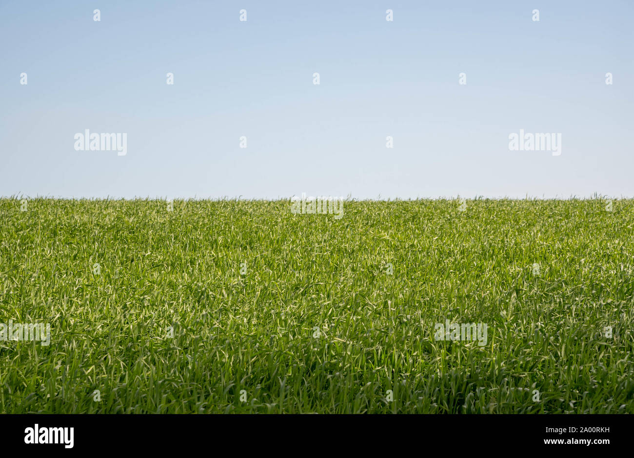 Dryland rice hi-res stock photography and images - Alamy