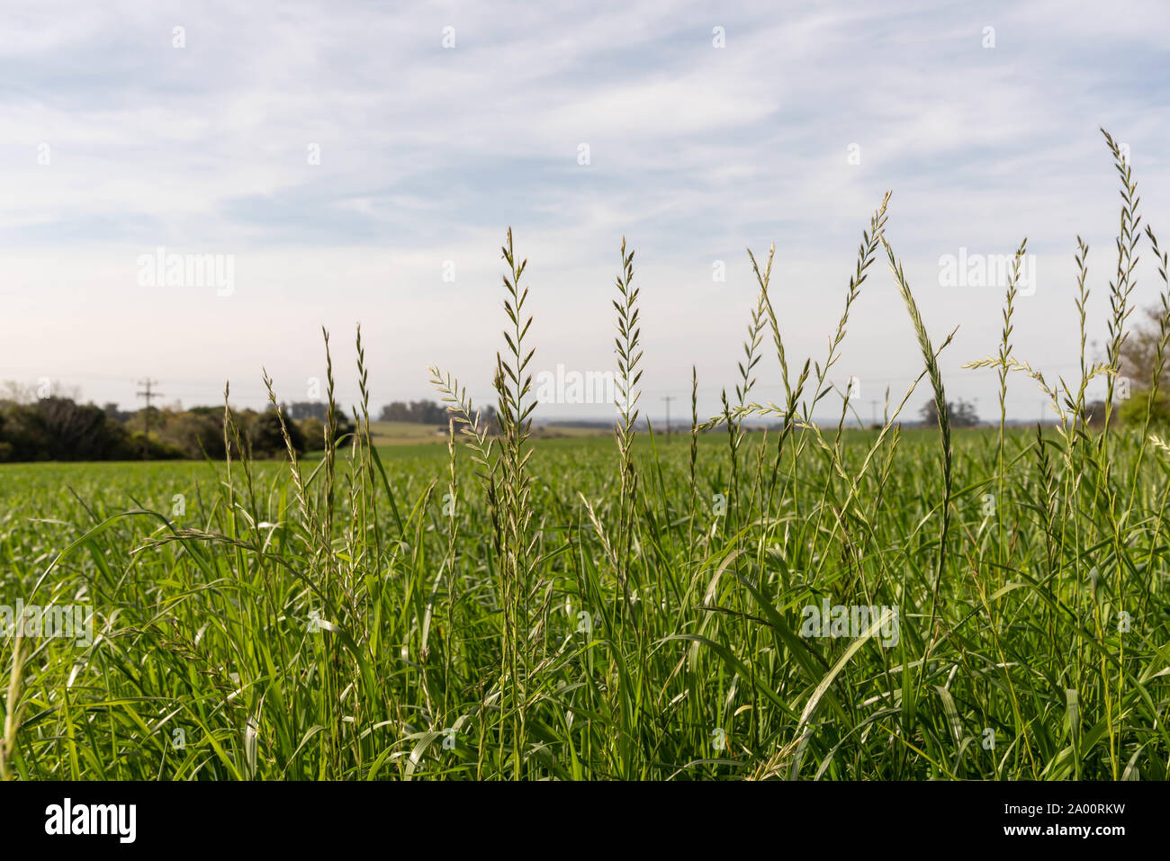 Dryland production field in southern Brazil. Rice production in dry ...