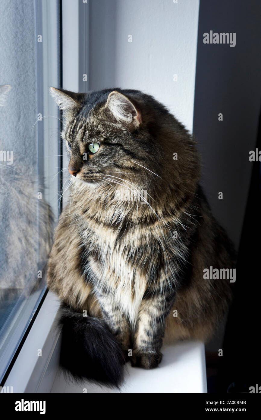 Feline sitting hi-res stock photography and images - Alamy
