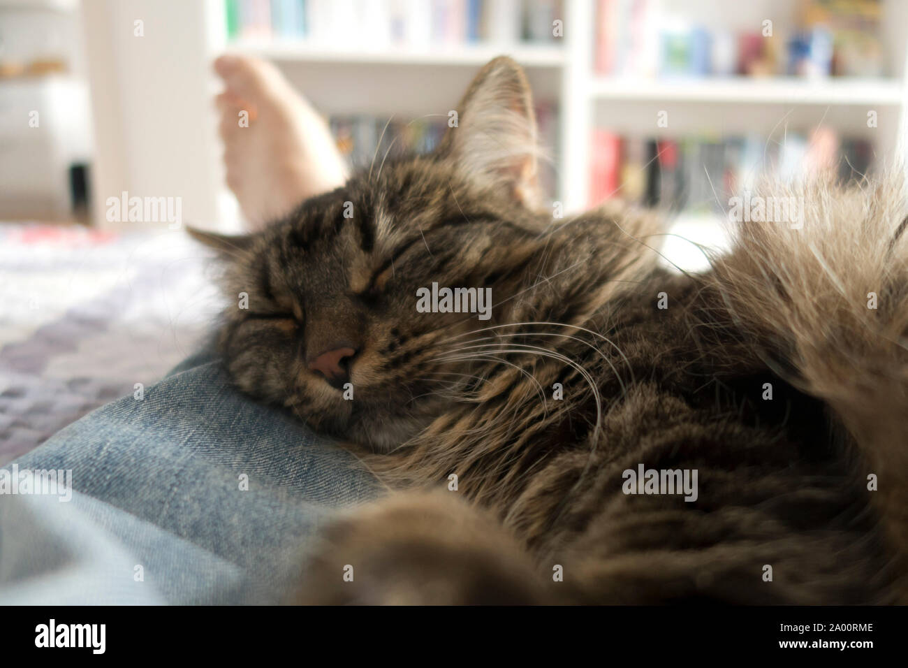 cat sleeping between the legs of her owner in the bed Stock Photo - Alamy