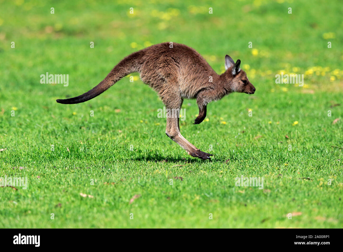 Kangaroo Island Kangaroo, young jumping in meadow, Mount Lofty, South ...