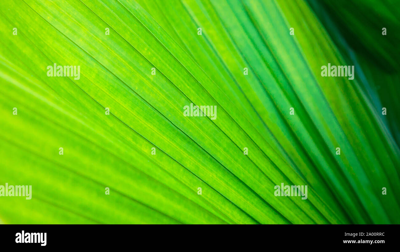 Texture of bright green tropical leaves. Summer vegetative background ...