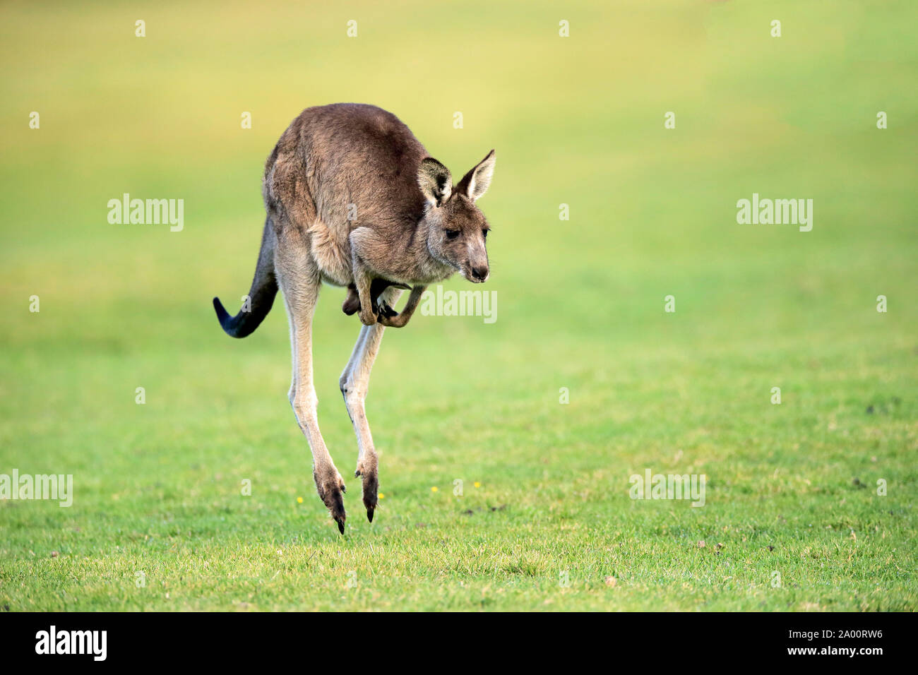 Female Jumping Kangaroo High Resolution Stock Photography and Images ...