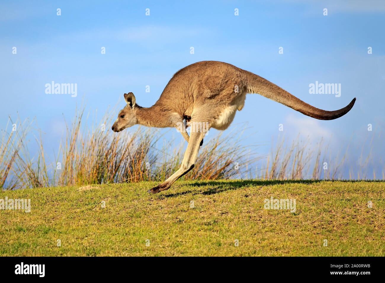 Female jumping kangaroo hi-res stock photography and images - Alamy