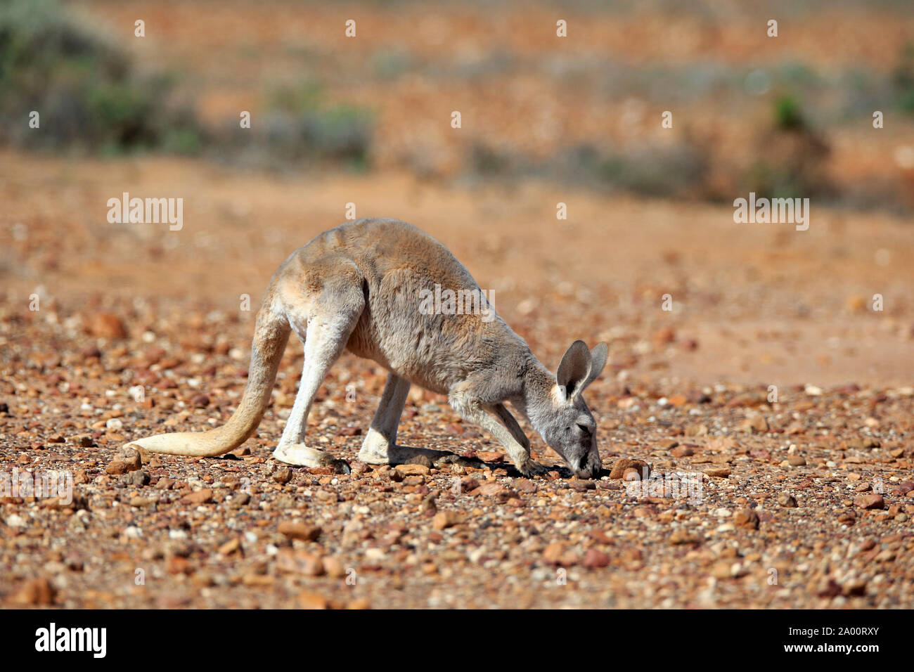 Red kangaroo eating hi-res stock photography and images - Alamy