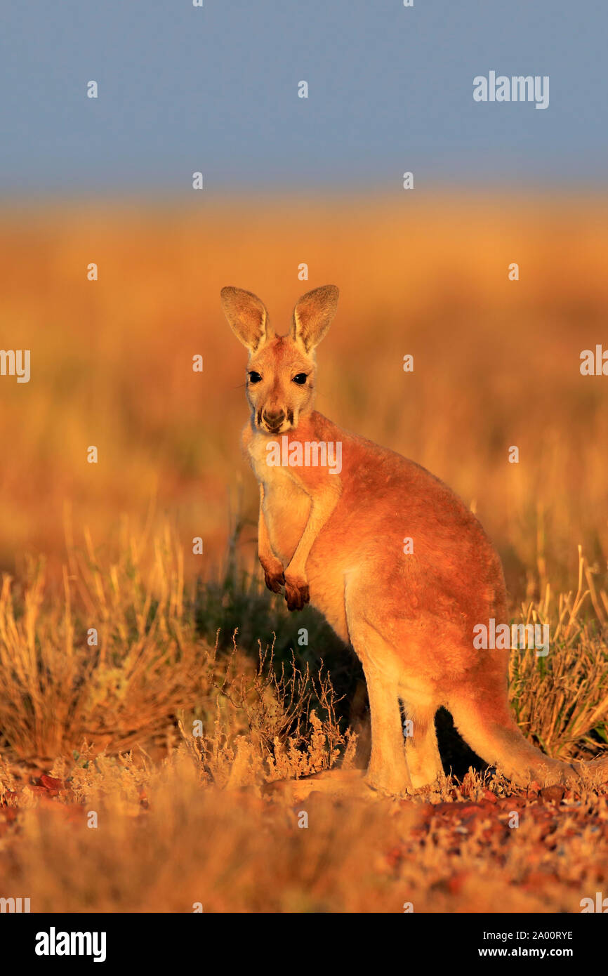 Male kangaroo with young hi-res stock photography and images - Alamy