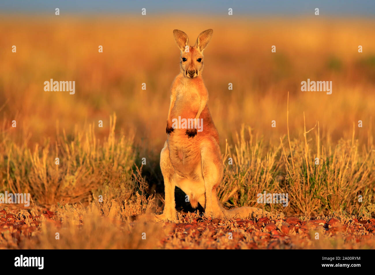 Red Kangaroo, young, Sturt Nationalpark, New South Wales, Australia ...