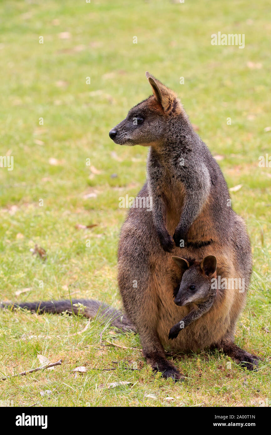 Two Swamp Wallabies High Resolution Stock Photography and Images - Alamy