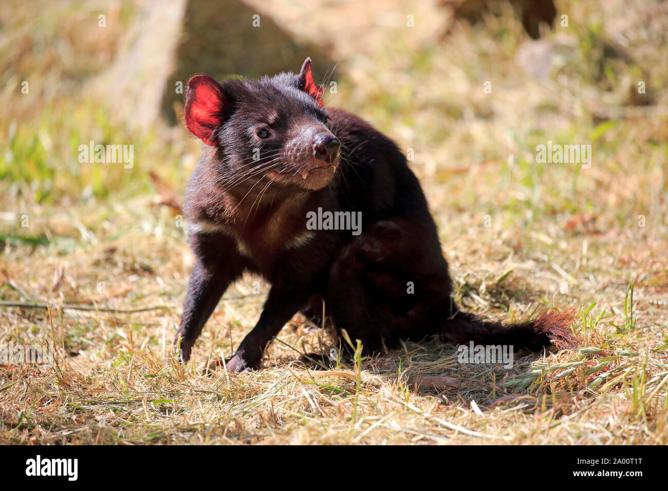 Adult tasmanian devil hi-res stock photography and images - Alamy