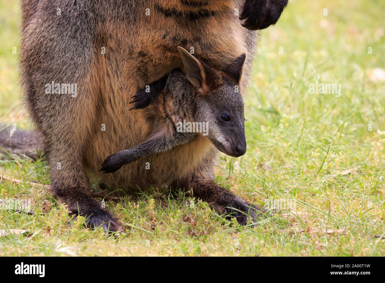 Two Swamp Wallabies High Resolution Stock Photography and Images - Alamy