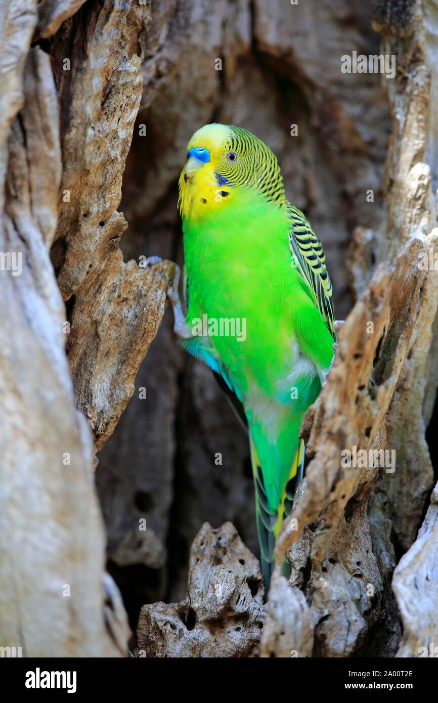 Budgerigar, adult male at breeding burrow, Mount Lofty, South Australia ...
