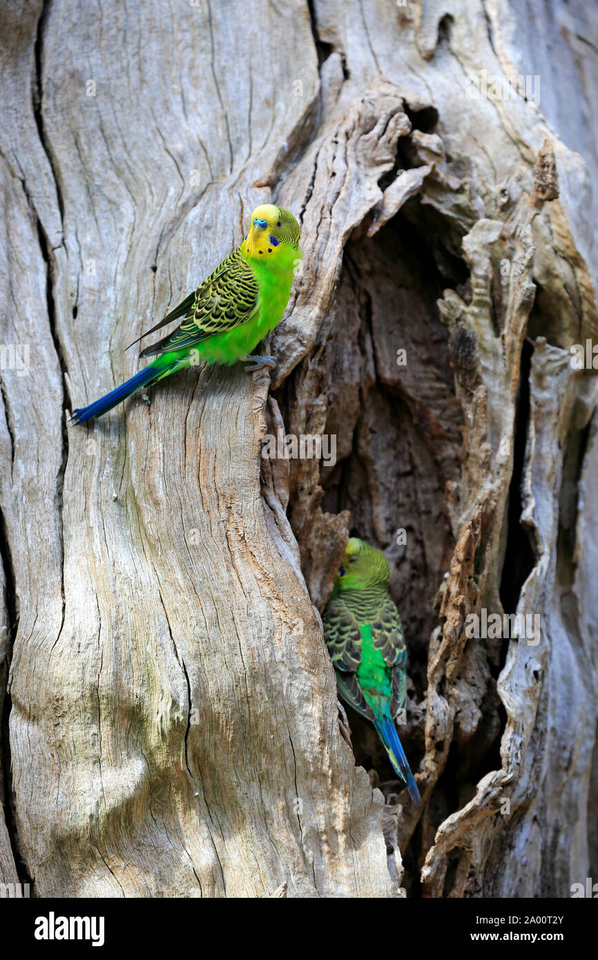 Budgerigar, adult couple at breeding burrow, Mount Lofty, South ...