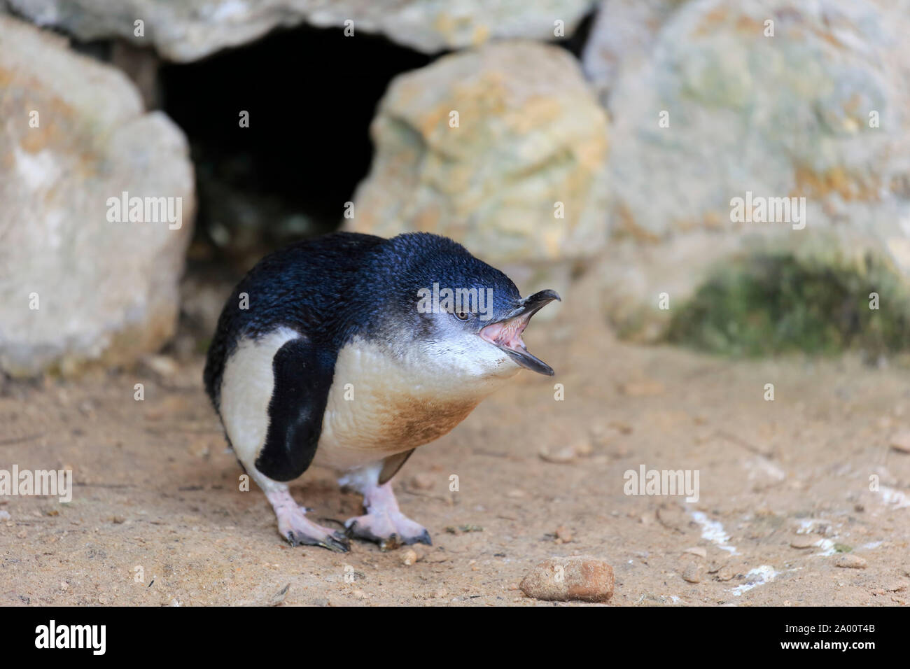 Little Penguin, adult, Kangaroo Island, South Australia, Australia ...