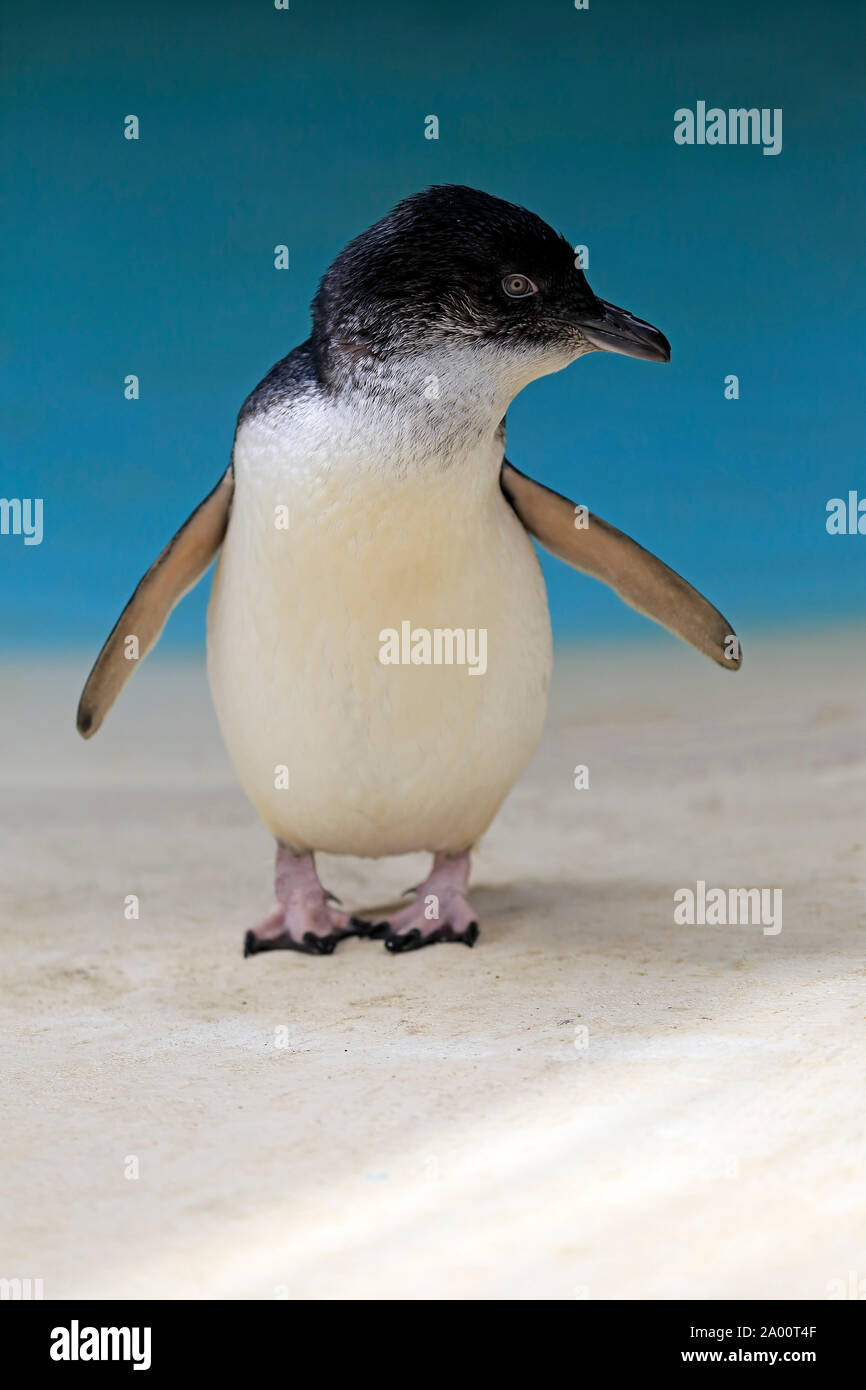 Little Penguin, adult, Kangaroo Island, South Australia, Australia ...