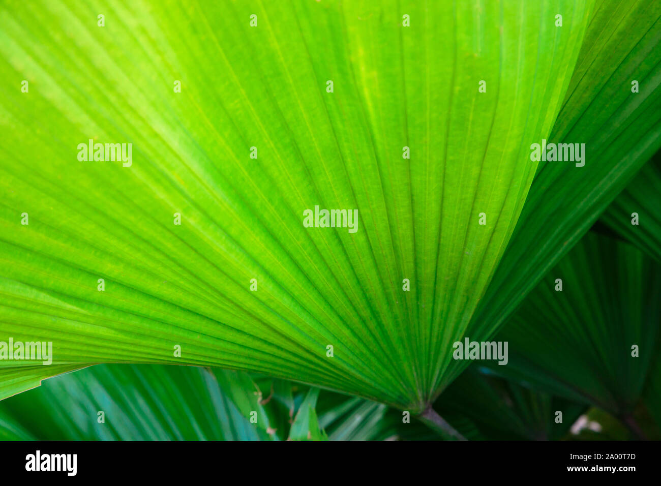 Texture of bright green tropical leaves. Summer vegetative background ...