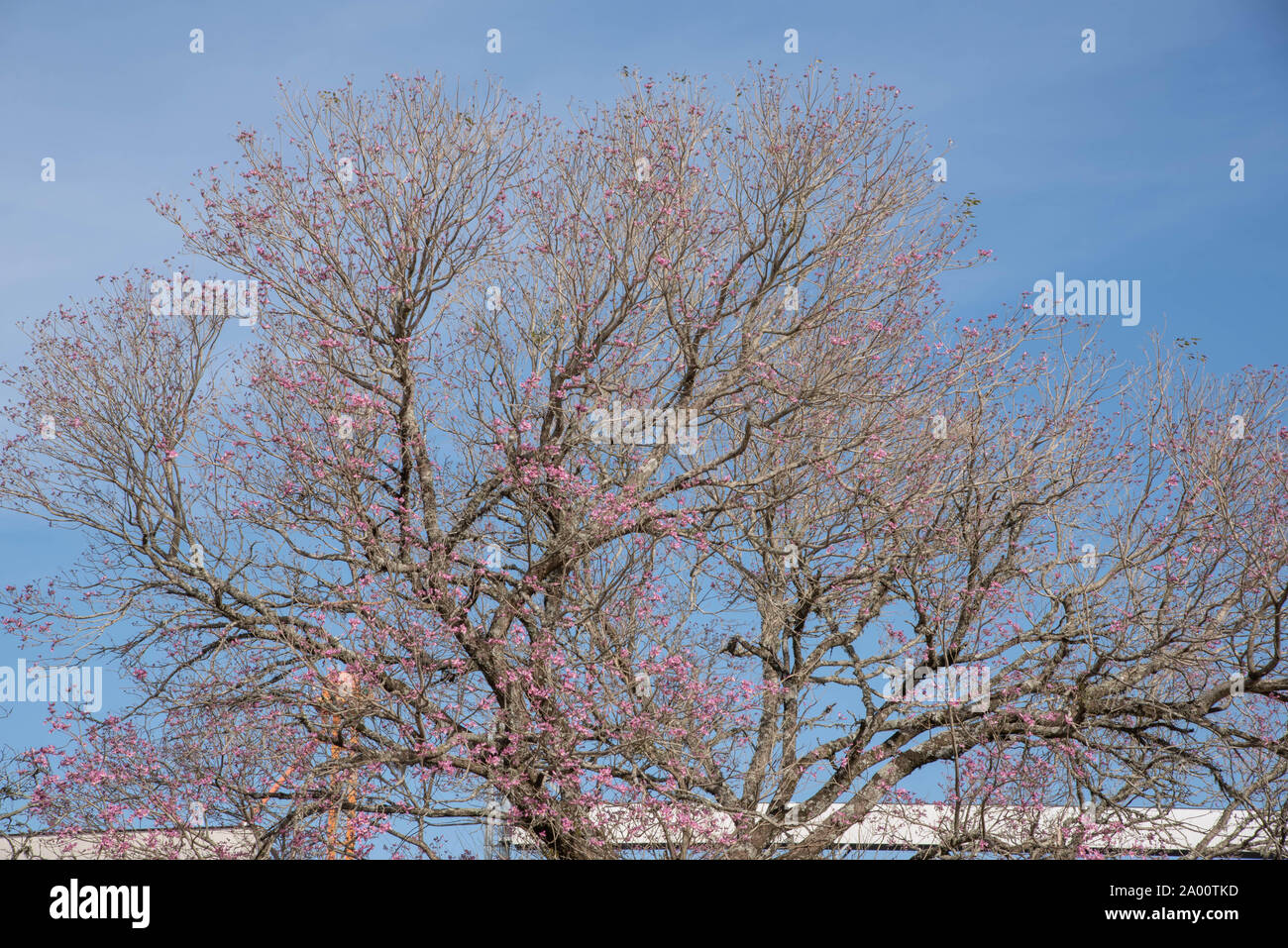 A pink ipe tree (tabebuia ipe) in bloom and in the background the blue ...