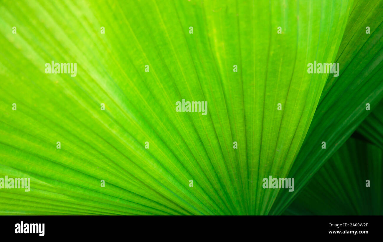 Texture of bright green tropical leaves. Summer vegetative background ...