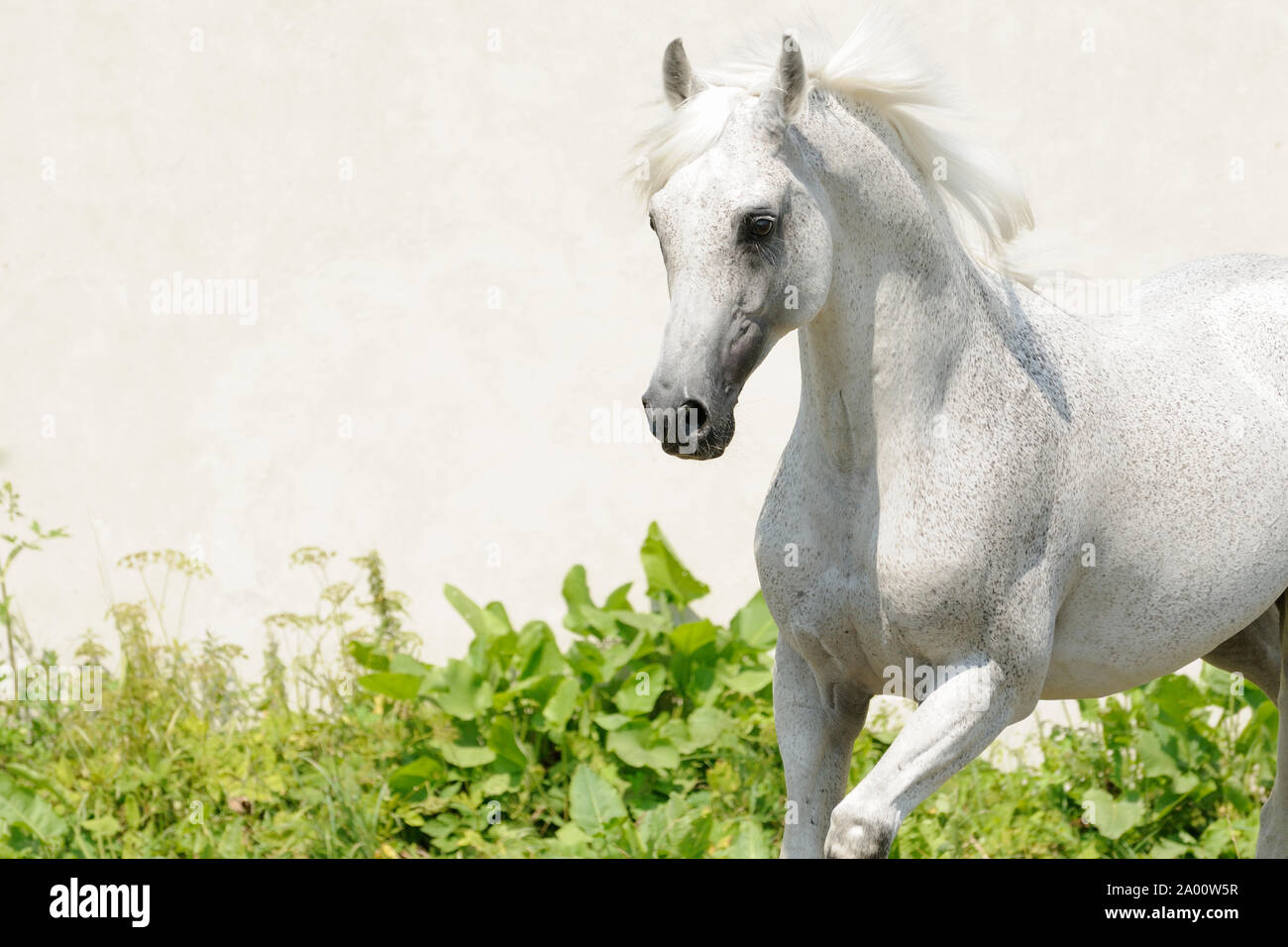 Arabian horse, trotting gray stallion Stock Photo - Alamy