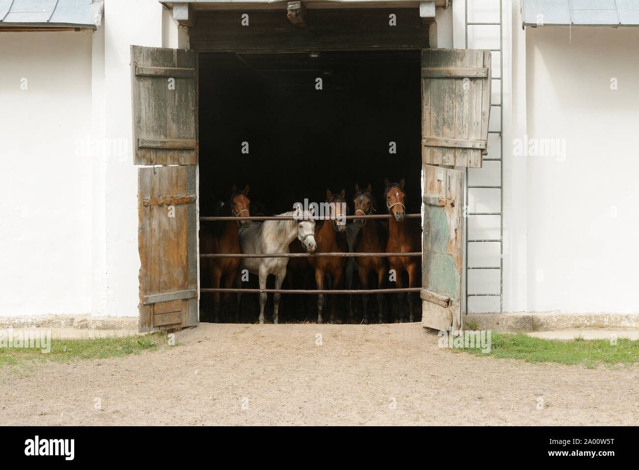 Arabian Horse Stables High Resolution Stock Photography and Images - Alamy