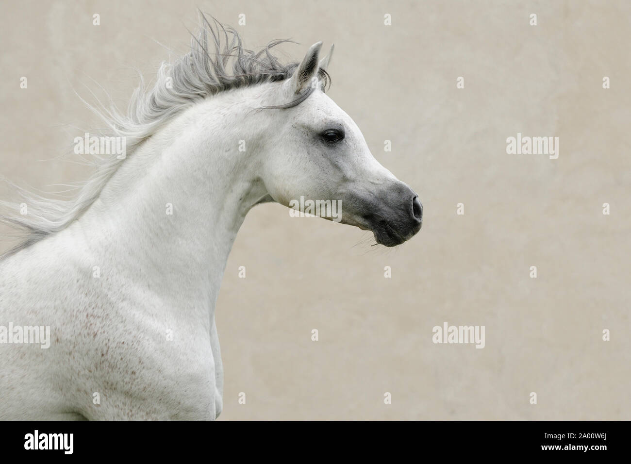 Arabian Horse, galloping gray stallion Stock Photo - Alamy