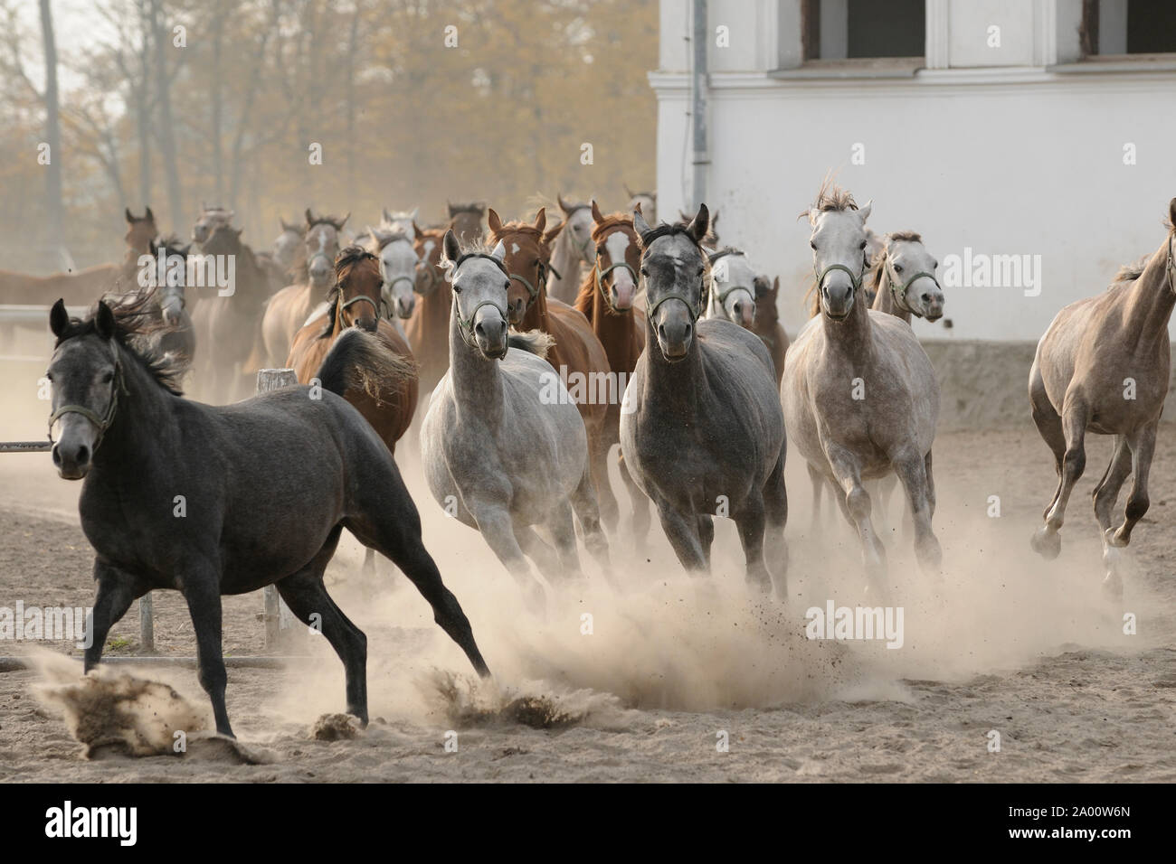 Arabian horse, young mares on way to stable Stock Photo - Alamy
