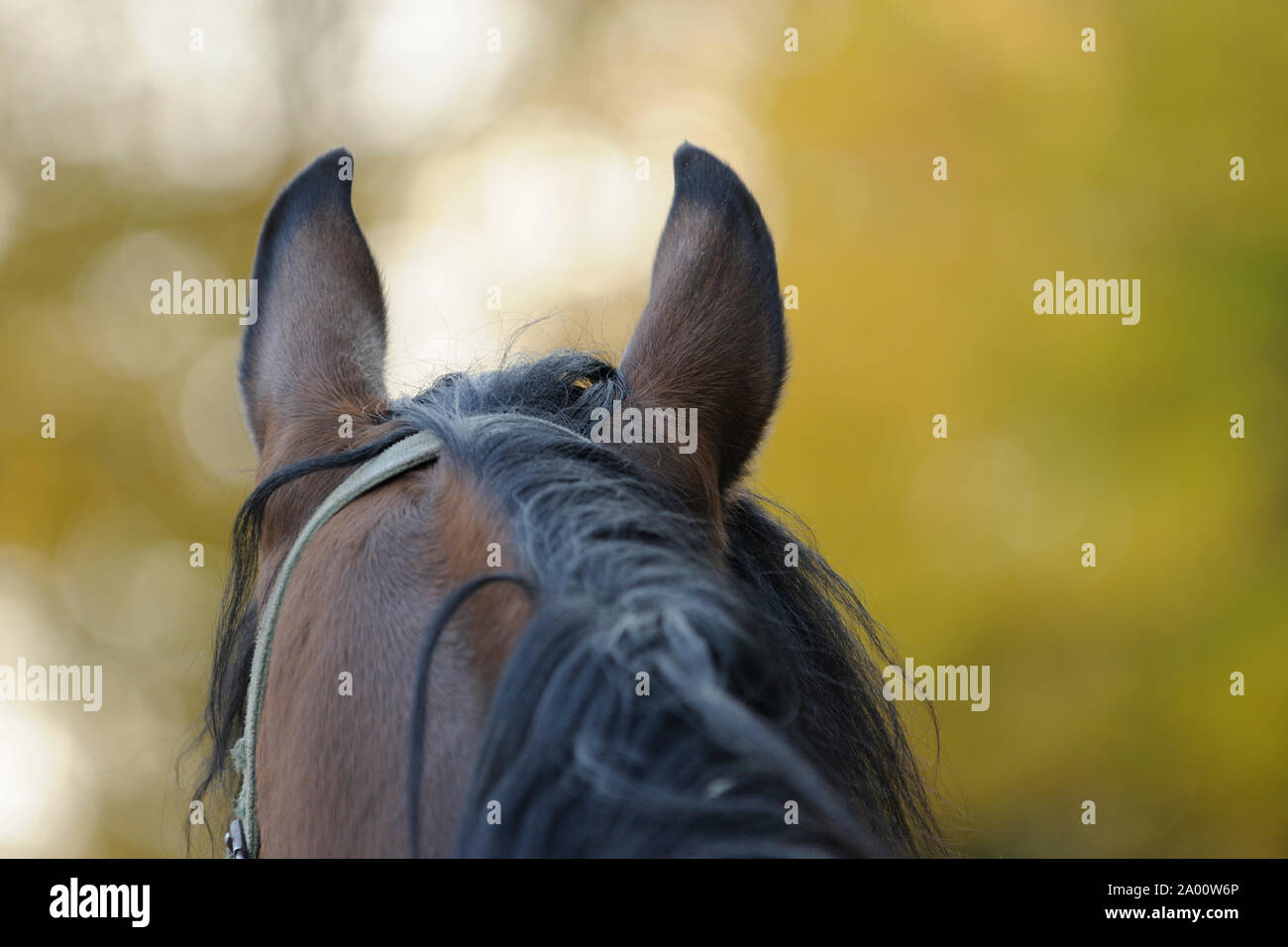 Arabian horse, ears of brown mare Stock Photo - Alamy