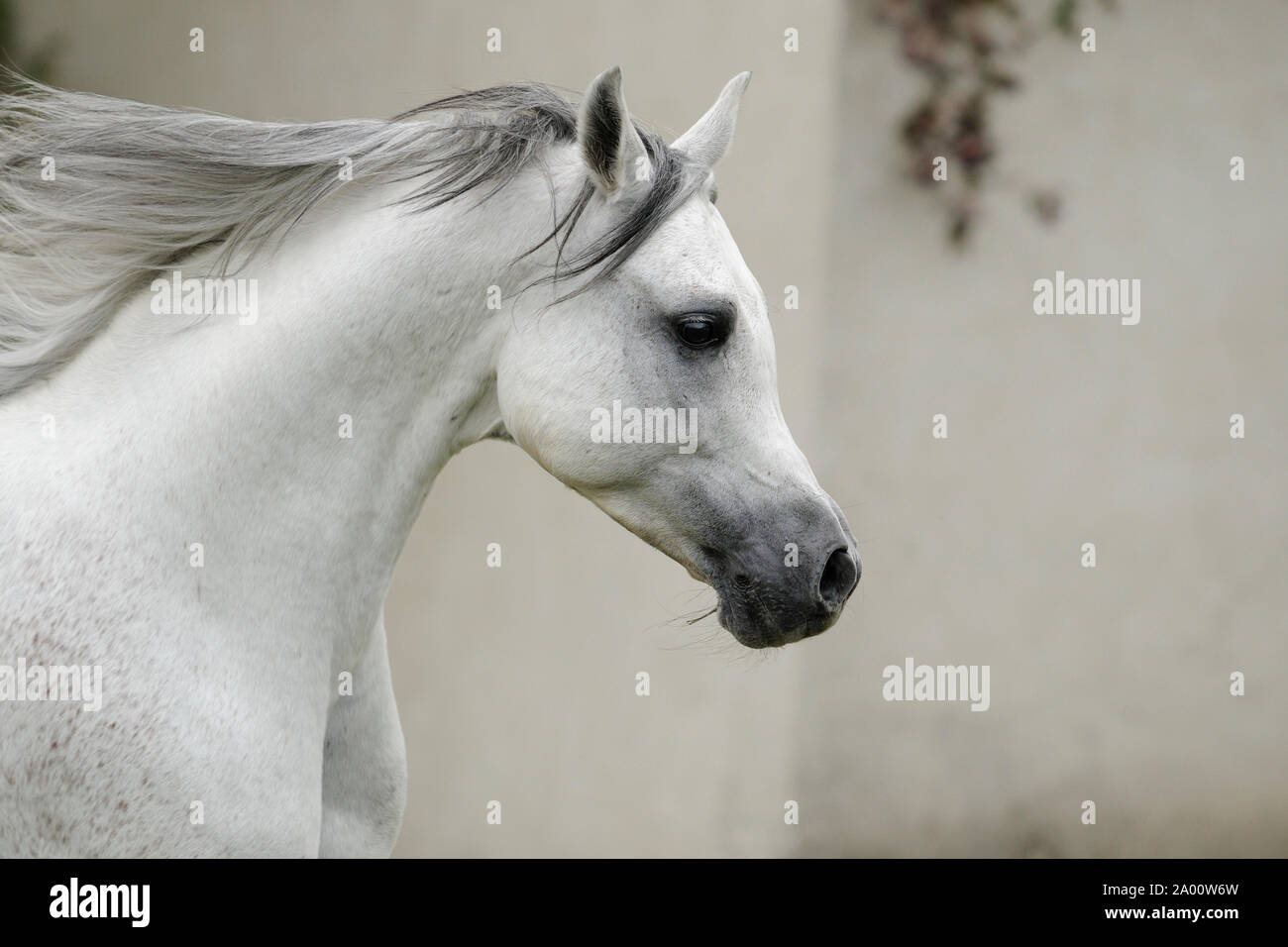 Arabian Horse, galloping gray stallion Stock Photo - Alamy