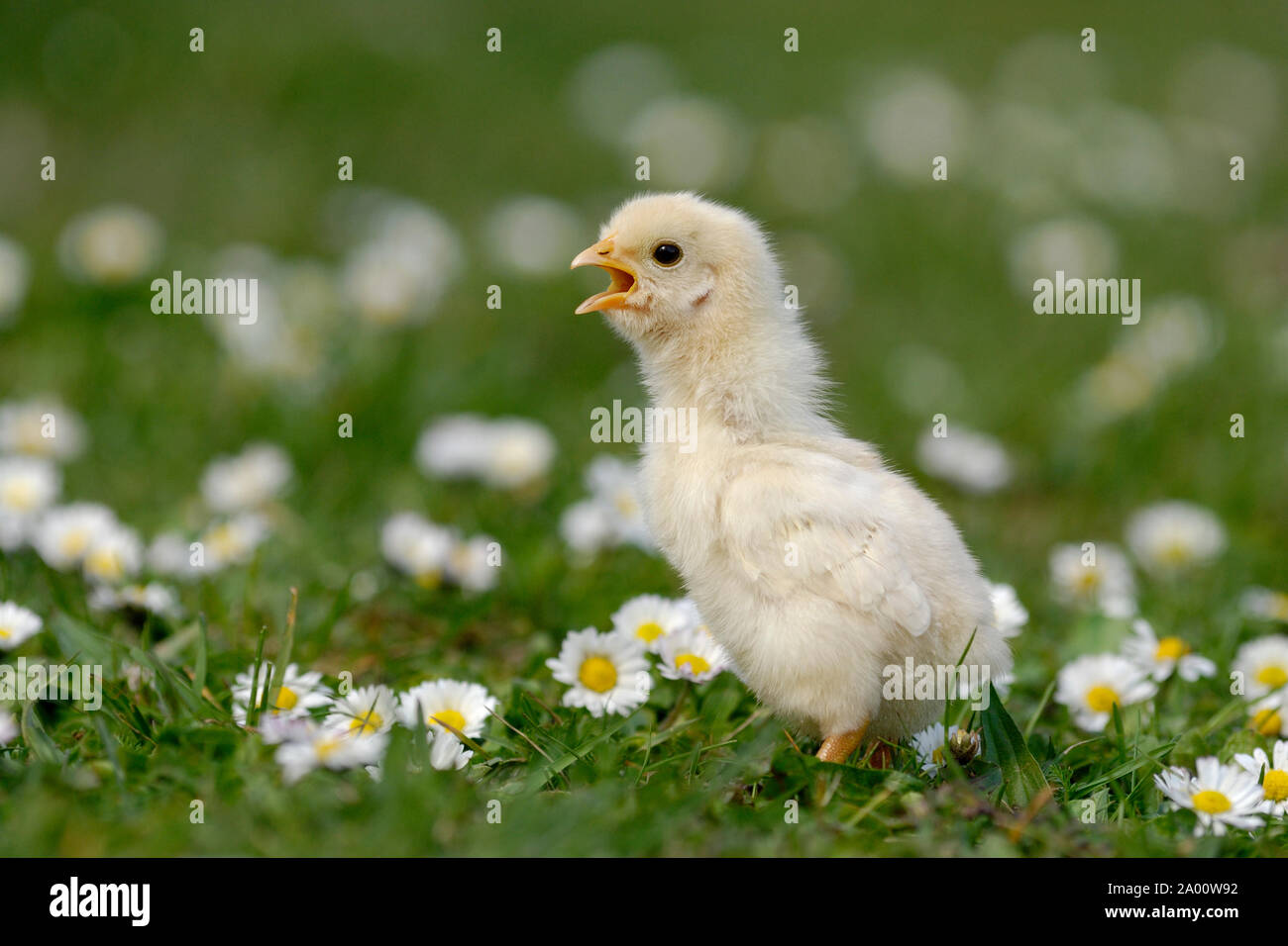 Chicken calling hi-res stock photography and images - Alamy