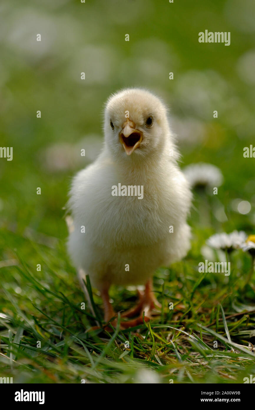 Domestic chicken, bleeping chick Stock Photo - Alamy
