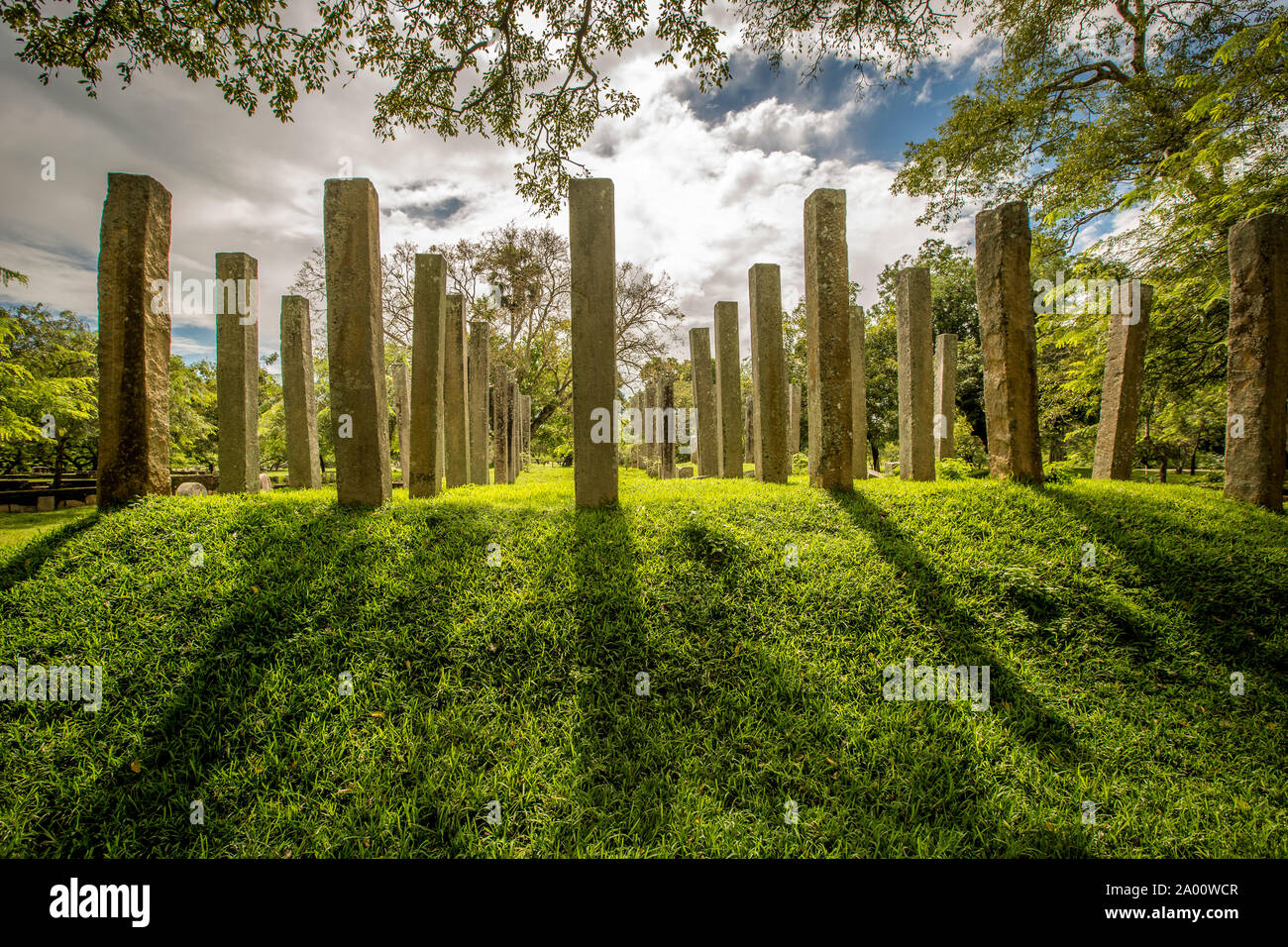 Tree trunk pillars hi-res stock photography and images - Alamy