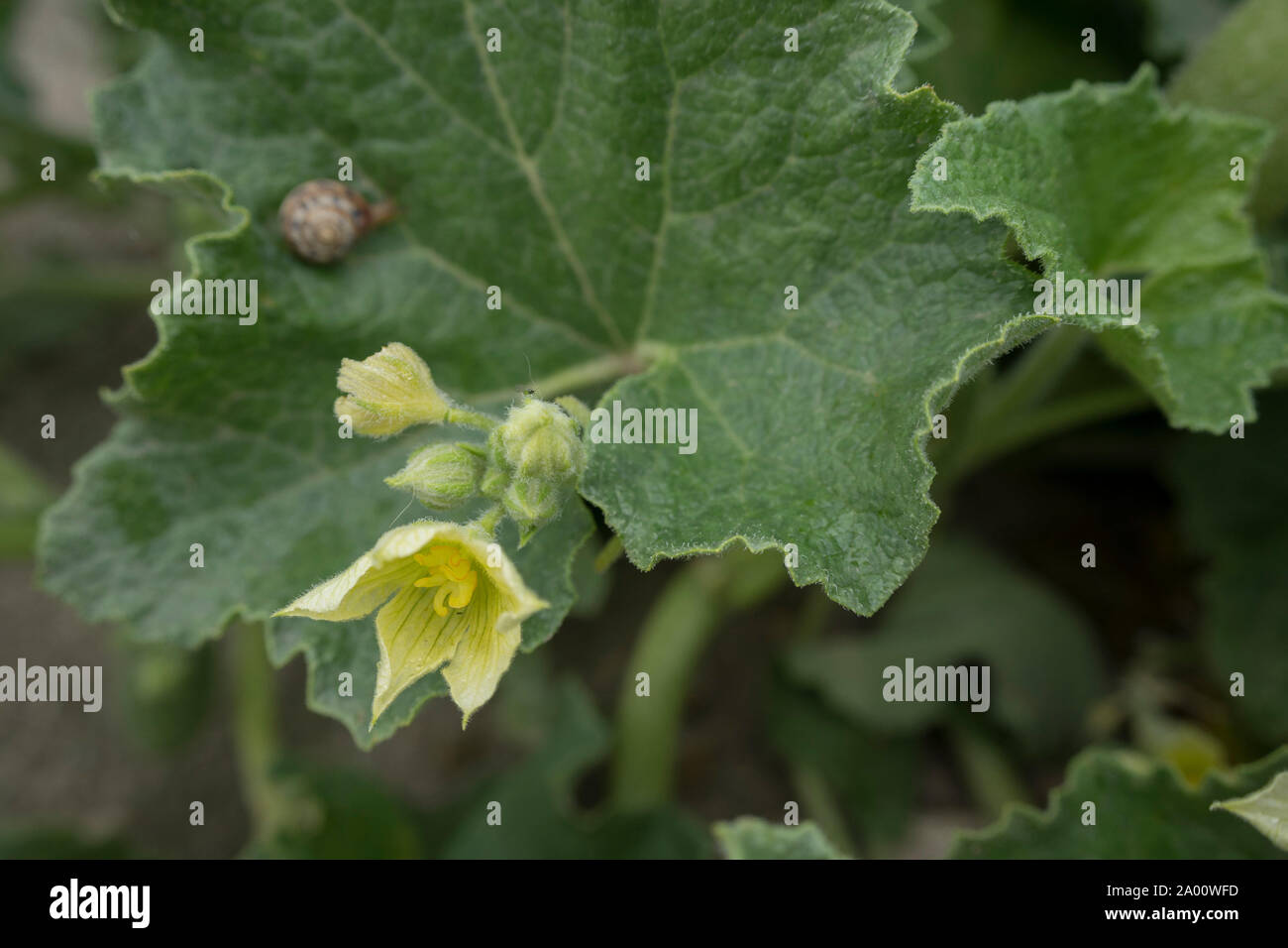 Ecballium High Resolution Stock Photography and Images - Alamy