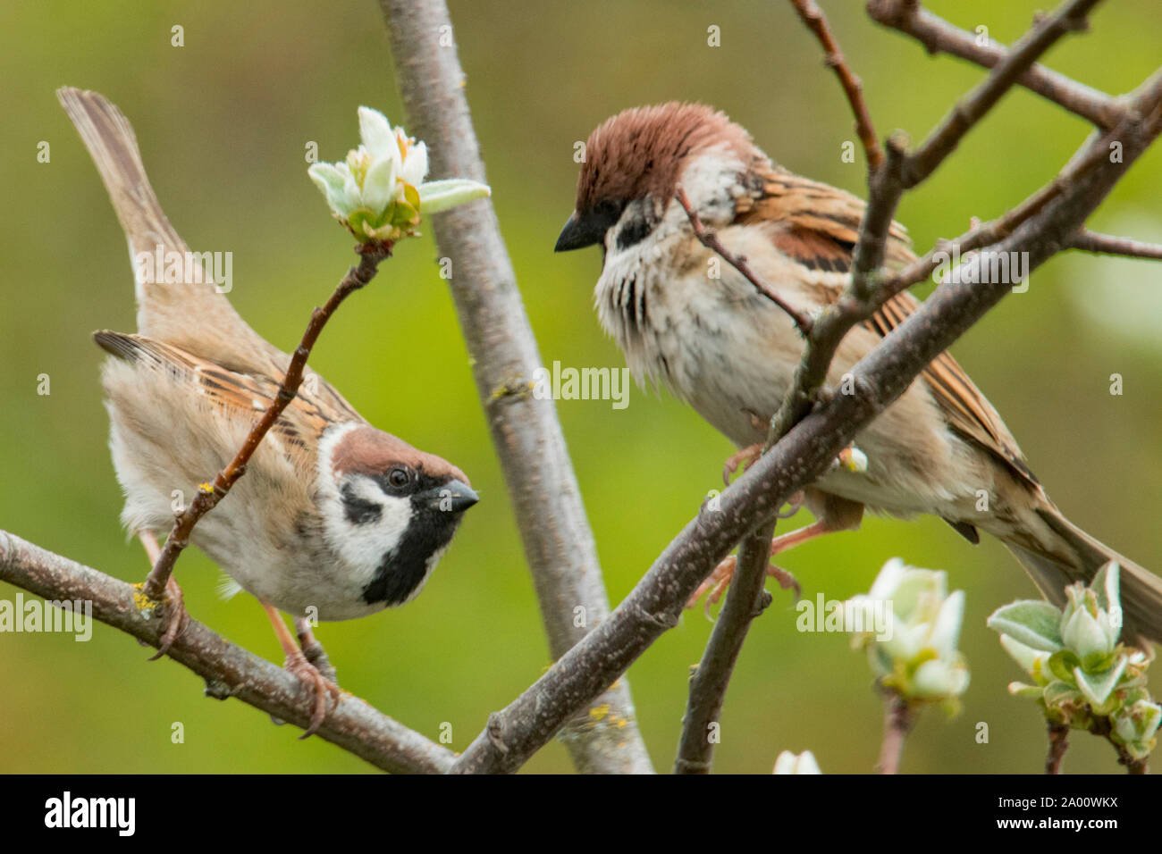 eurasian tree sparrows, pair, (Passer montanus Stock Photo - Alamy