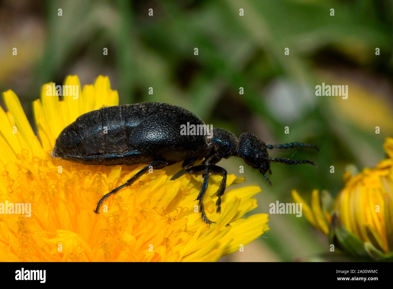 violet oil beetle, (Meloe violaceus Stock Photo - Alamy
