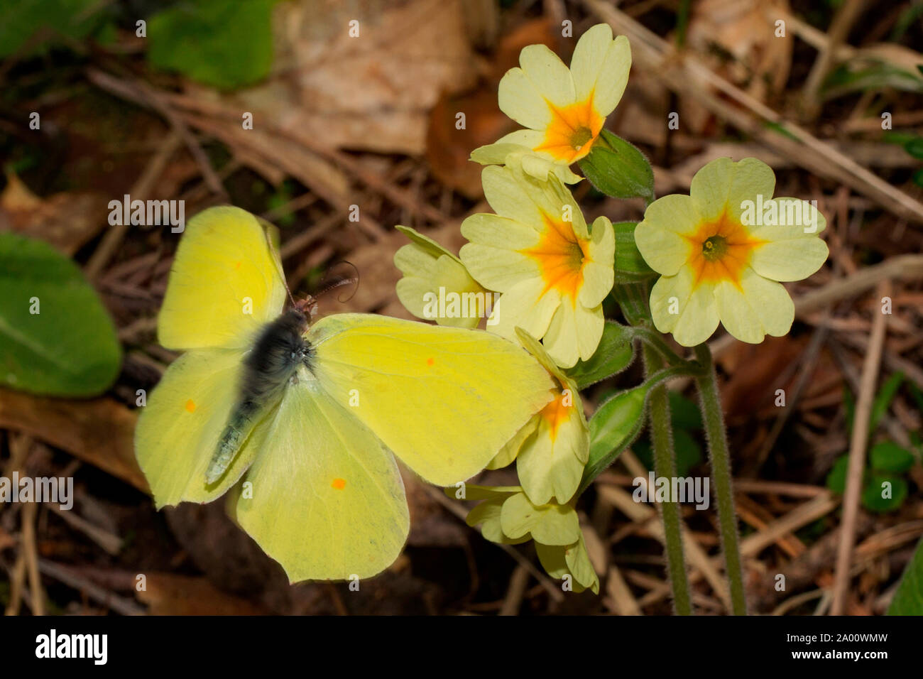 common brimstone, male, (Gonepteryx rhamni Stock Photo - Alamy
