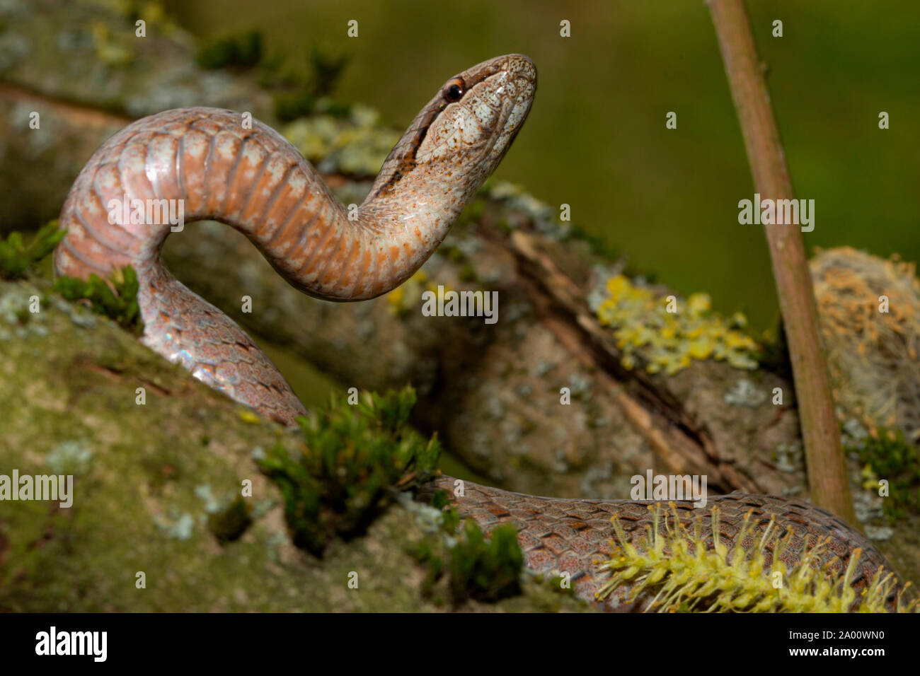 Coronella austriaca germany hi-res stock photography and images - Alamy