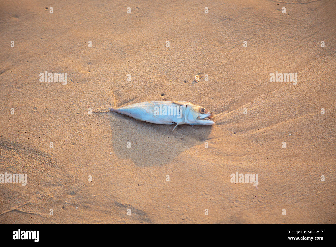 Fish corpse hi-res stock photography and images - Alamy