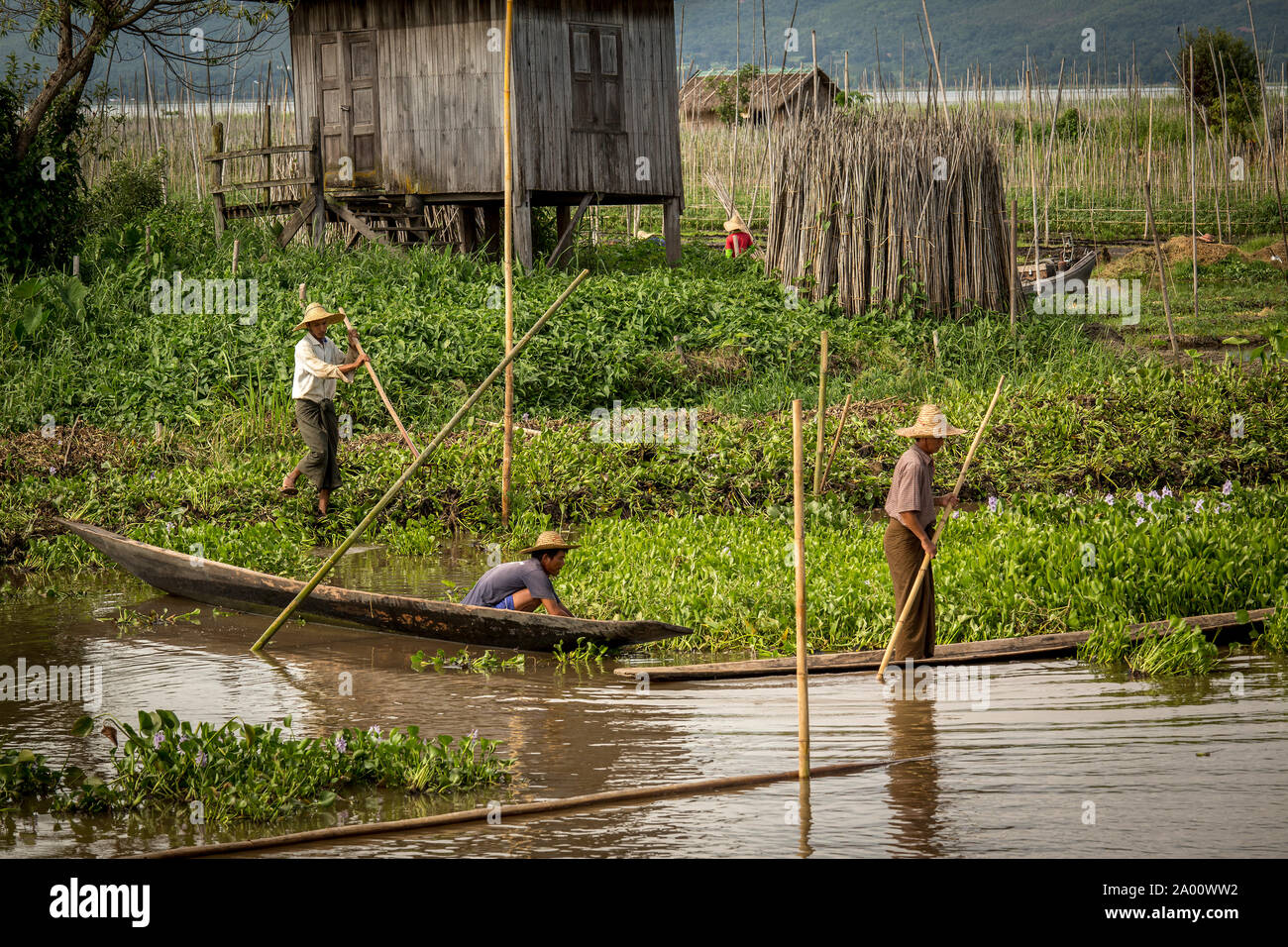 Local workers at floating garden Stock Photo - Alamy