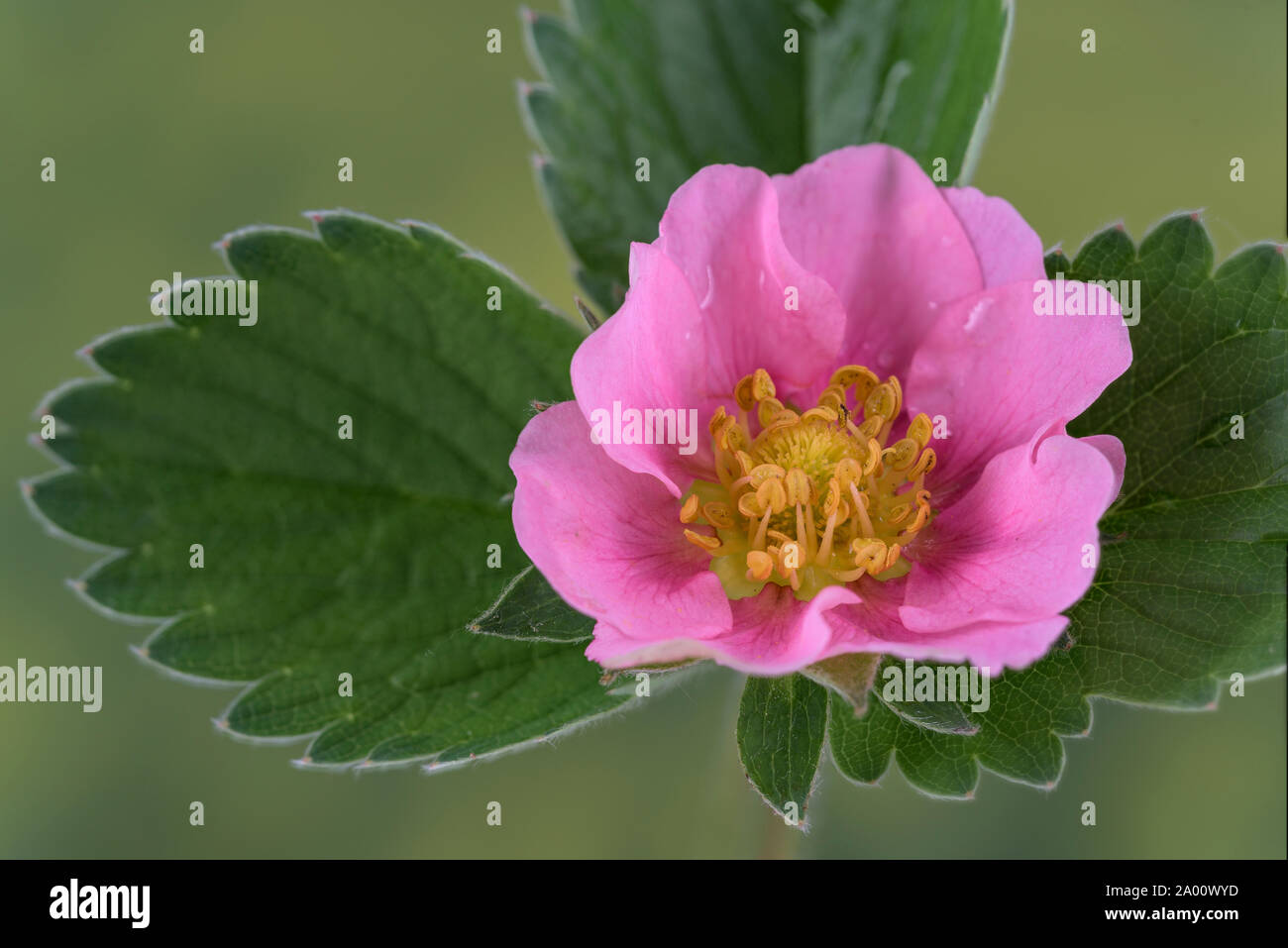 Strawberry, (Fragaria x ananassa Stock Photo - Alamy